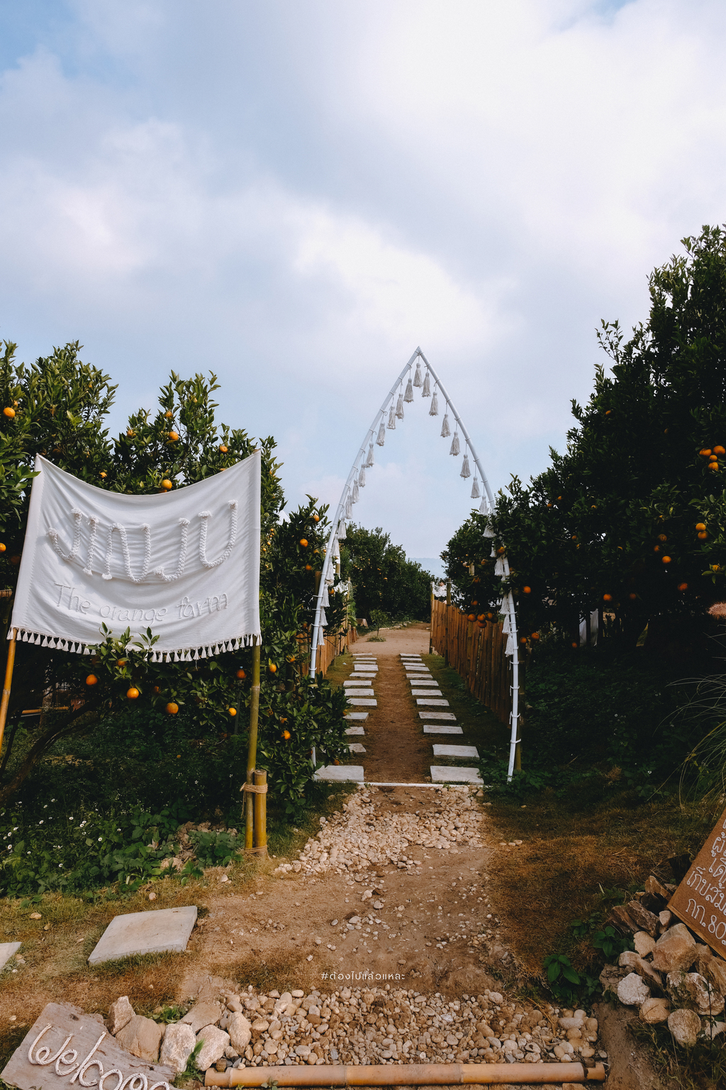 สัมผัสบรรยากาศเดินชิล ชิมส้มสดๆ จากต้น JINJU the orange farm สวนส้มแนว ...